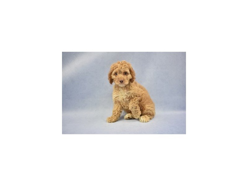 Cockapoo Puppy Buff ID:1882 Located at Petland Jacksonville, Florida