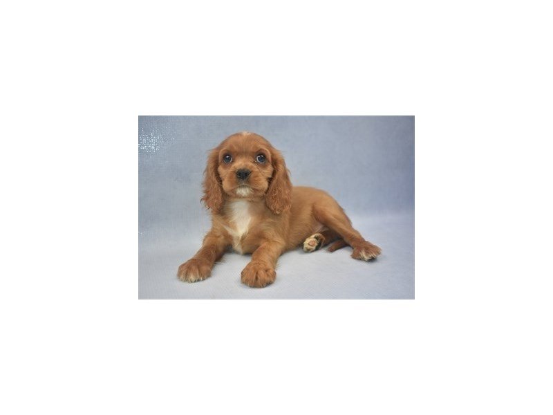 Cavalier King Charles Spaniel-DOG-Male-Ruby-2191082-Petland ...
