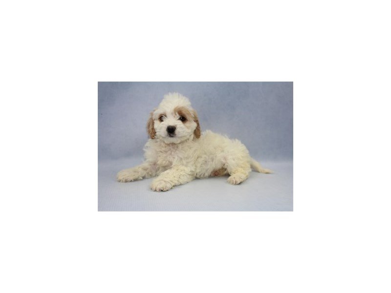 Cockapoo Puppy White and Apricot ID:2119 Located at Petland ...