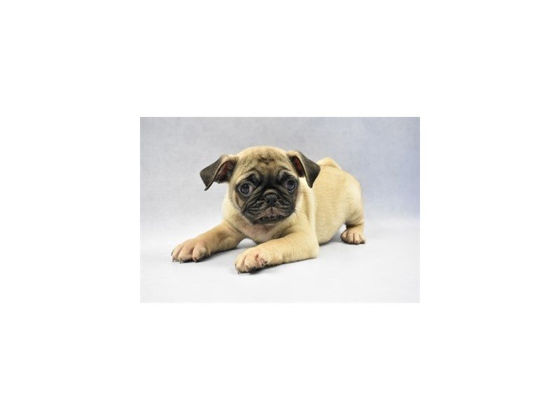 Pug Puppy Fawn ID:2274 Located at Petland Jacksonville, Florida