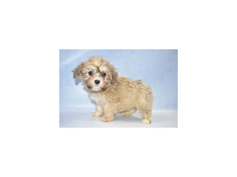 Havanese Puppy Gold ID:2354 Located at Petland Jacksonville, Florida