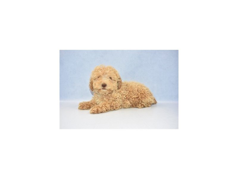 Cockapoo Puppy Golden ID:2557 Located at Petland Jacksonville, Florida