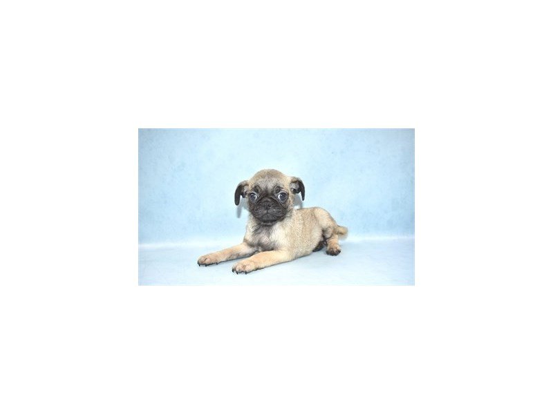 Pug Puppy Fawn ID:2660 Located at Petland Jacksonville, Florida