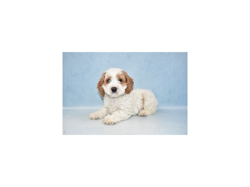 Cockapoo Puppy Buff and White ID:2934 Located at Petland Jacksonville ...