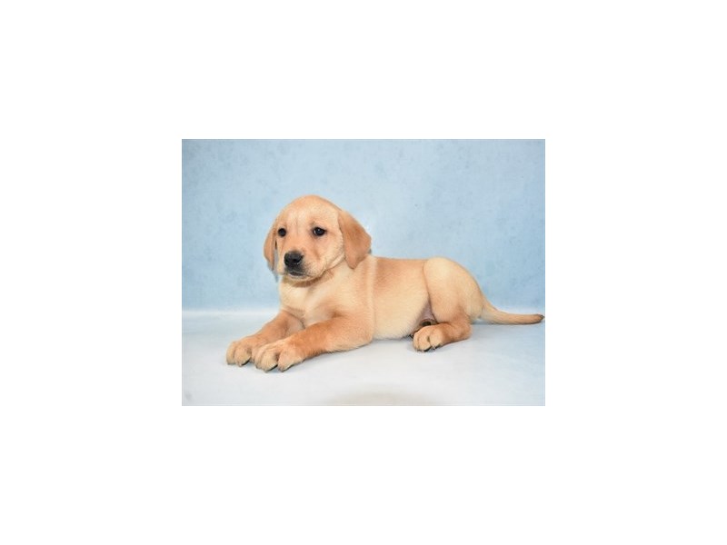 Yellow Labrador Retriever Puppy Female
