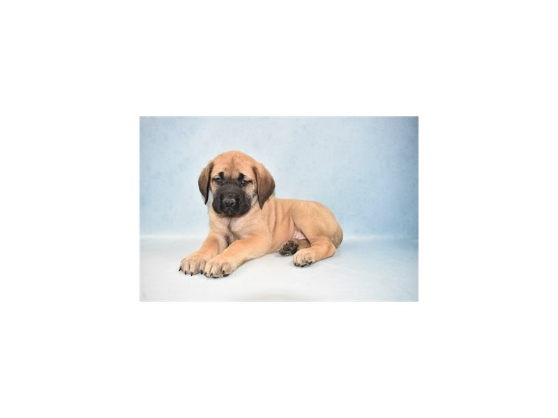 English Mastiff-DOG-Female-Apricot-2648968-Petland Jacksonville, Florida