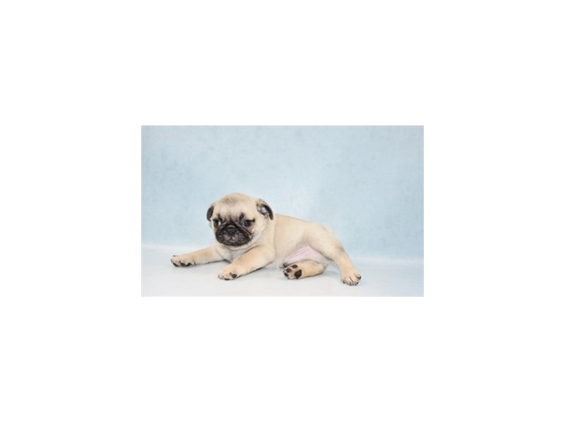 Pug Puppy Fawn ID:3115 Located at Petland Jacksonville, Florida