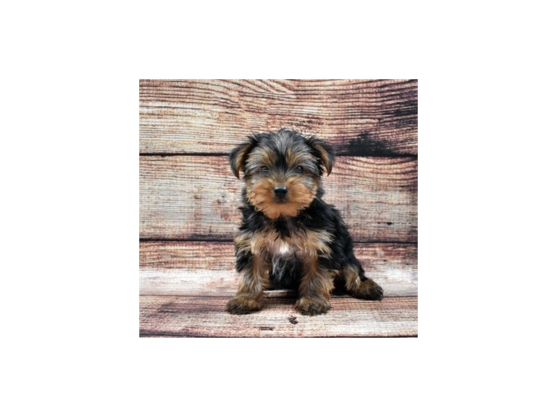 Yorkshire Terrier Puppy Black and Tan ID:3191 Located at Petland ...