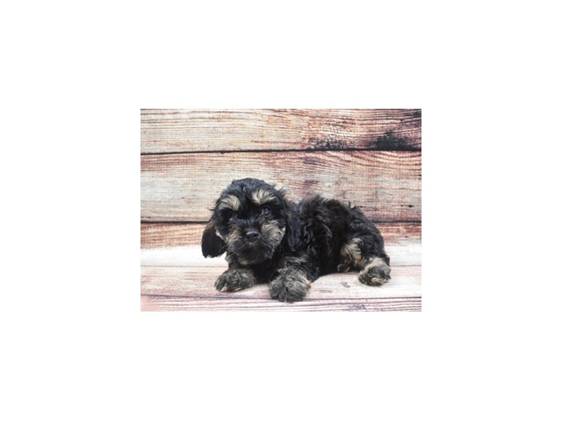Cavapoo Puppy Black and Tan ID:3328 Located at Petland Jacksonville ...