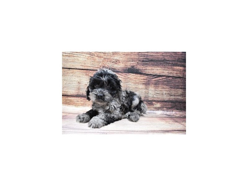 Cockapoo Puppy Blue Roan ID:3613 Located at Petland Jacksonville, Florida