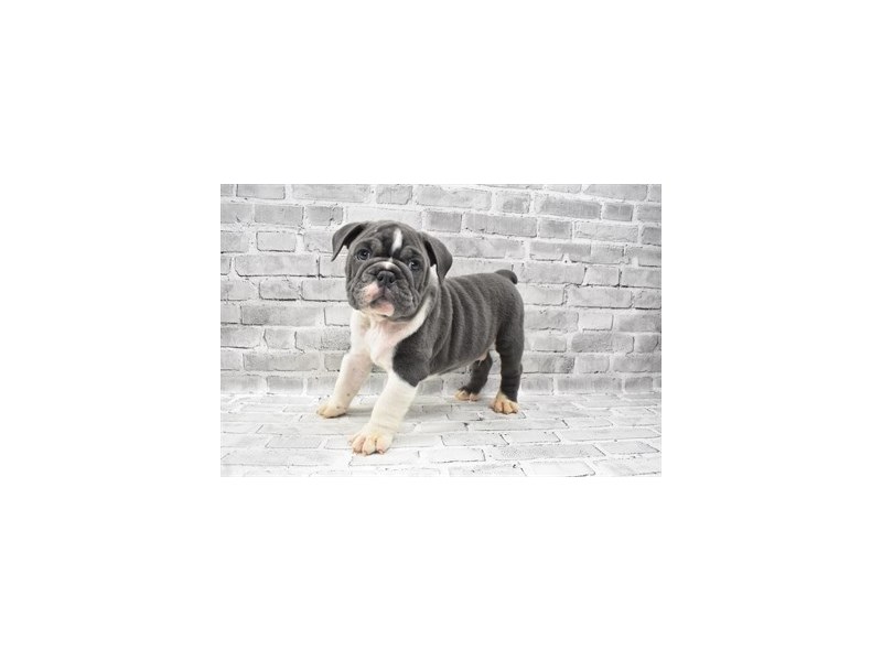 Grey And White English Bulldog Puppies