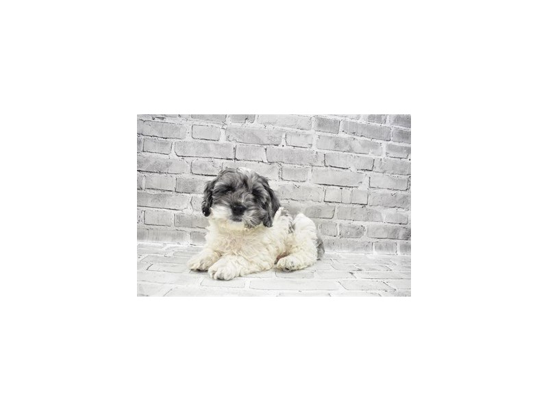 Cockapoo Puppy Blue Roan ID:3940 Located at Petland Jacksonville, Florida