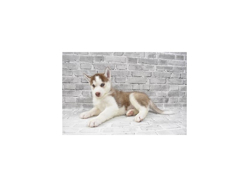 Siberian Husky Puppy Copper and White ID:4099 Located at Petland ...