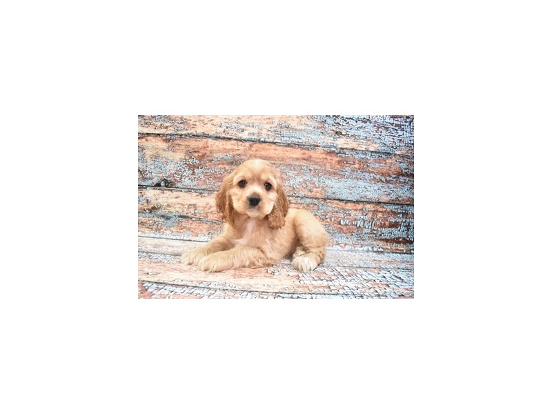 Cocker Spaniel Puppy Golden ID:4247 Located at Petland Jacksonville ...