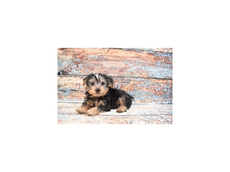 Silky Terrier Puppy Silver Black and Tan ID:4316 Located at Petland ...