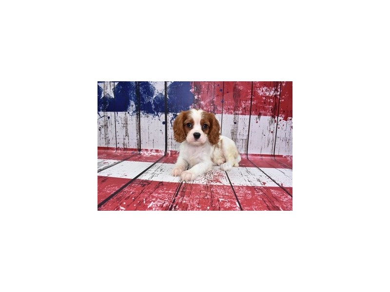 Cavalier King Charles Spaniel Puppy Blenheim ID:4457 Located at Petland ...