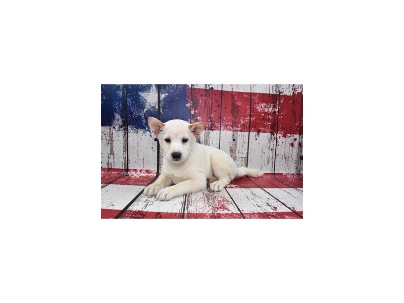 Shiba Inu Puppy Cream ID:4544 Located at Petland Jacksonville, Florida