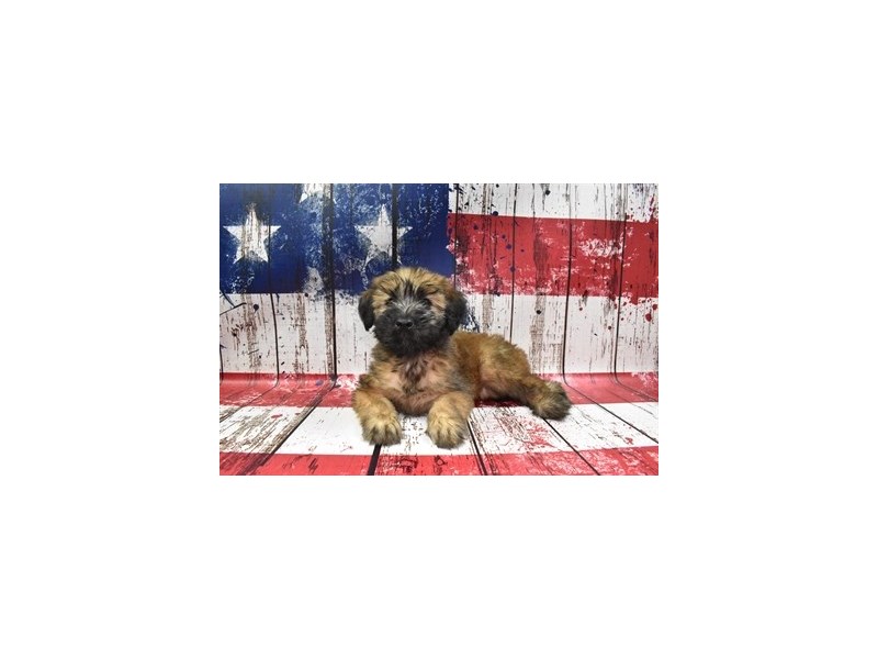 Soft Coated Wheaten Terrier Puppy Wheaten ID:4548 Located at Petland ...