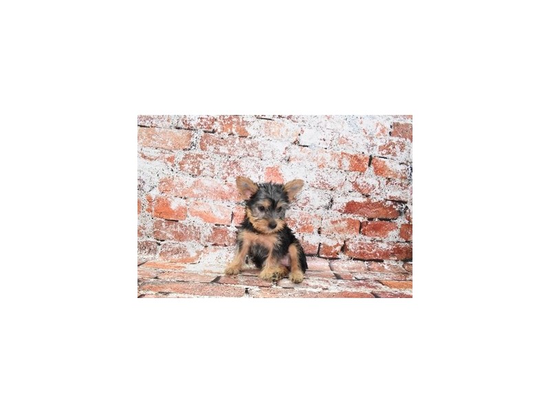 Silky Terrier Puppy Silver Black and Tan ID:4615 Located at Petland ...