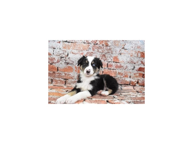 Australian Shepherd Puppy Black and White ID:4658 Located at Petland ...