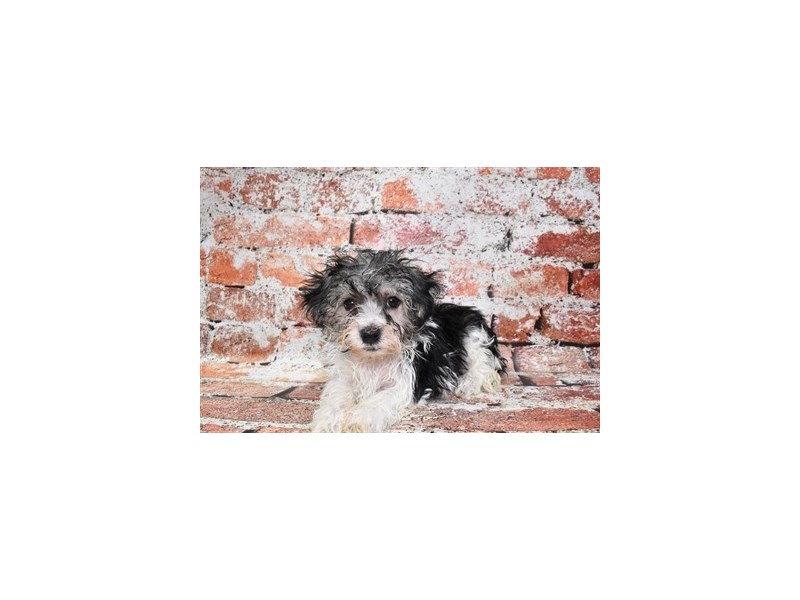 Havanese Puppy Silver Brindle ID:4665 Located at Petland Jacksonville ...