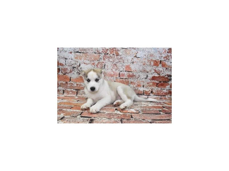 Siberian Husky Puppy Grey and White ID:4682 Located at Petland ...