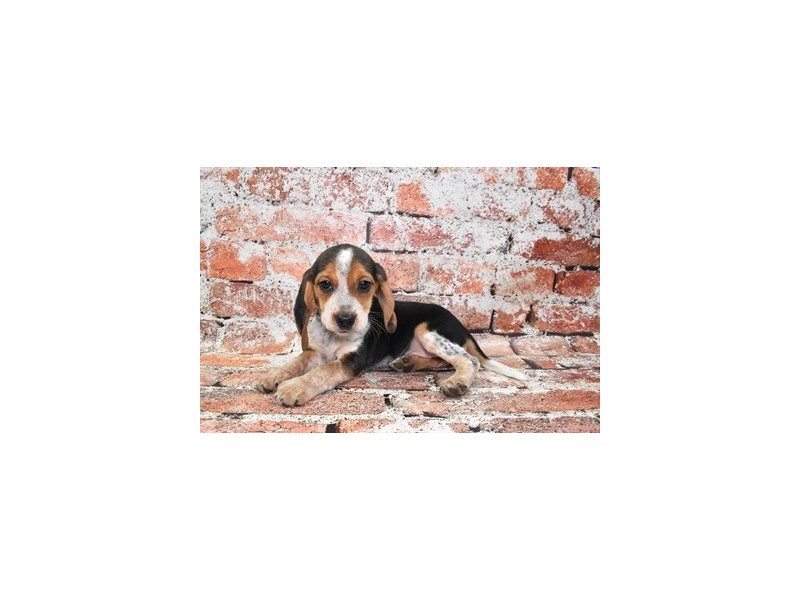 Beagle Puppy Black Tan and Blue Ticked ID:4685 Located at Petland ...