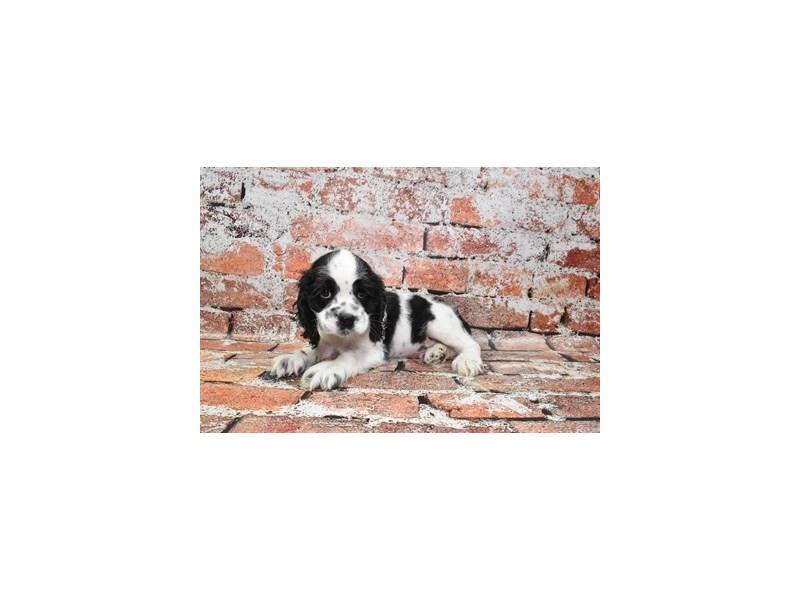 Cocker Spaniel Puppy Black and White ID:4714 Located at Petland ...