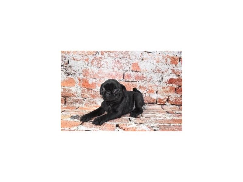 Pug Puppy Black ID:4811 Located at Petland Jacksonville, Florida