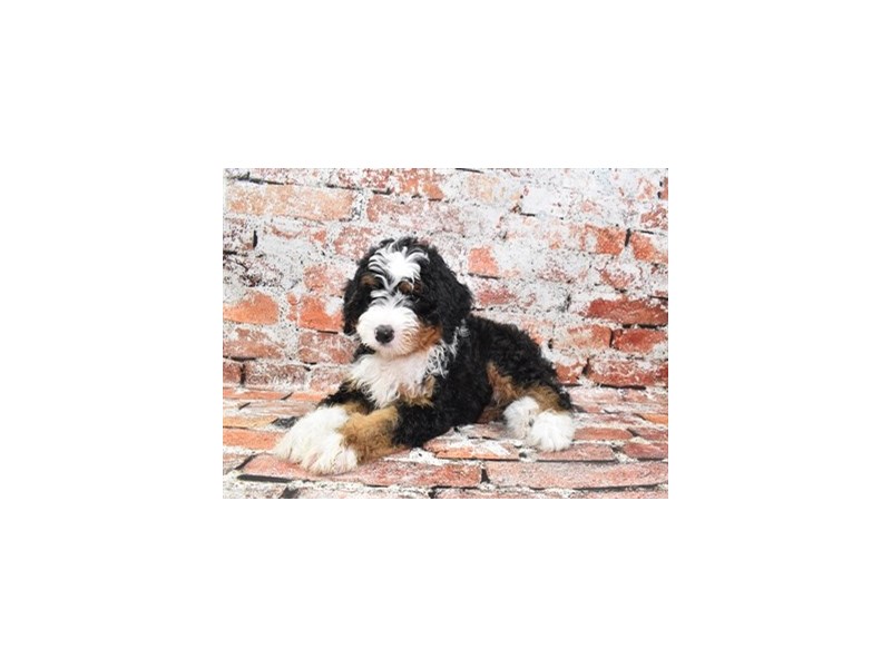 Miniature Bernedoodle Puppies - Petland Jacksonville, Florida