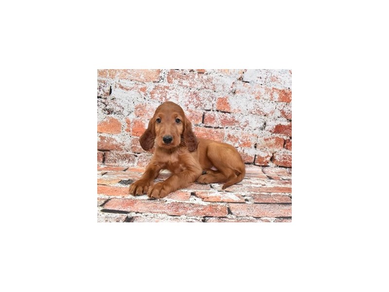 Irish Setter Puppy Red ID:4838 Located at Petland Jacksonville, Florida