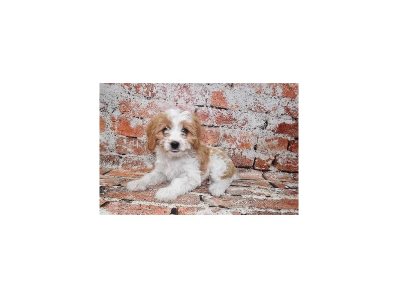 Cavapoo Puppy Red and White ID:4846 Located at Petland Jacksonville ...