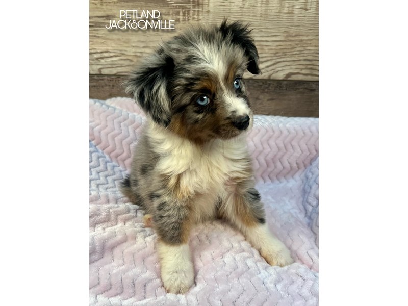 Blue Merle Toy Australian Shepherd