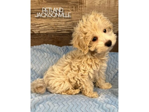 Malti-Poo-DOG-Female-White-3850264-Petland Jacksonville, Florida