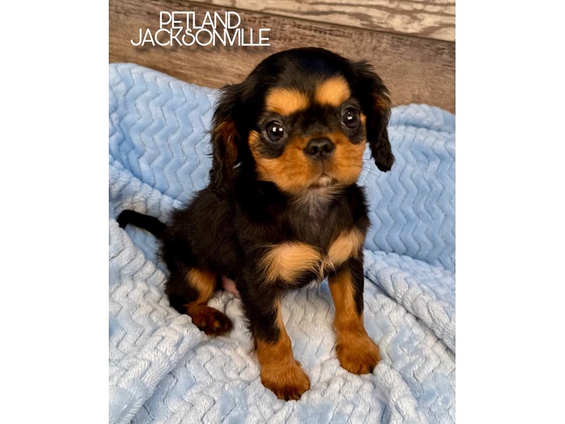 Dogs and Puppies for Sale - Petland Jacksonville, Florida Puppy Store