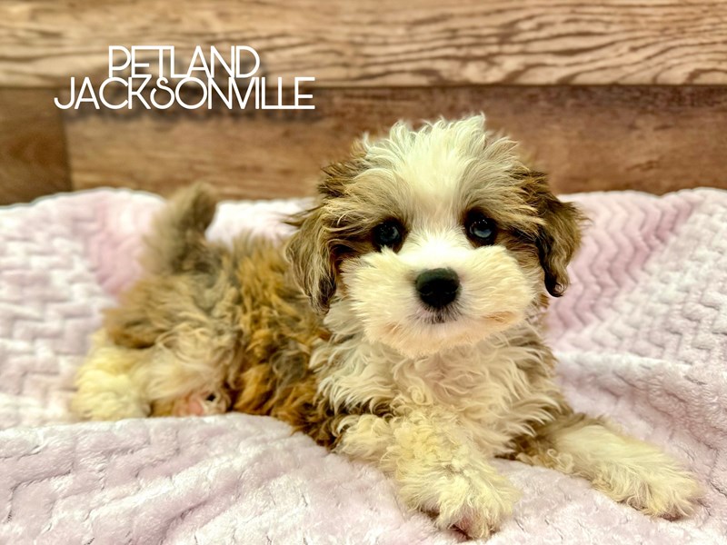 Mini Aussie Poo - Petland Jacksonville, Florida