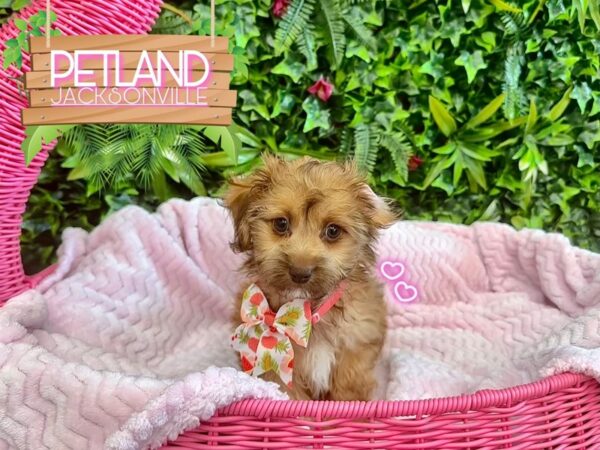 Petland Jacksonville, Florida - Buy Puppies, Pets & Dog Supplies