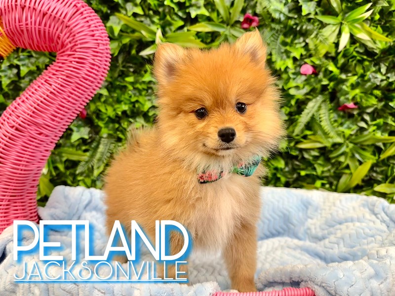 Available Pets - Page 2 of 3 - Petland Jacksonville, Florida
