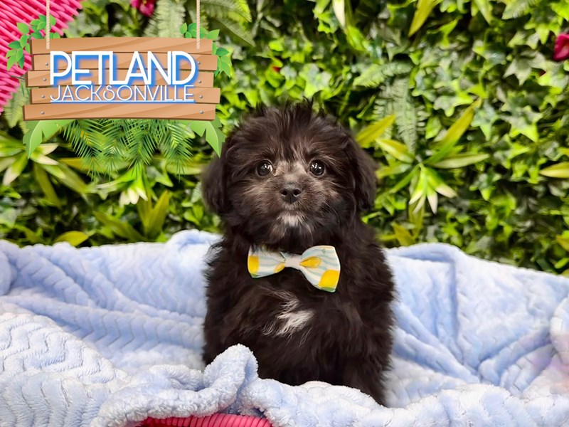 Available Pets - Page 2 of 3 - Petland Jacksonville, Florida