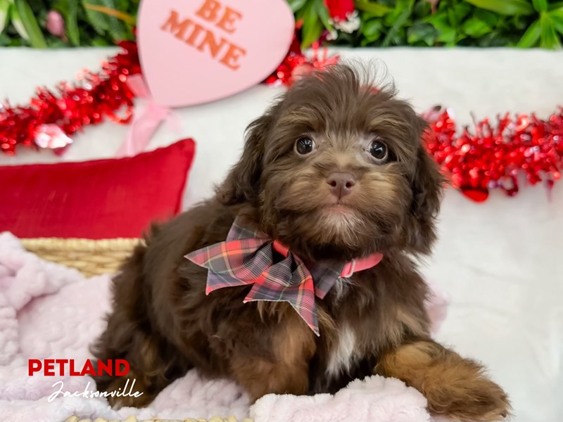 Havapoo Puppies For Sale - Petland Jacksonville, Florida